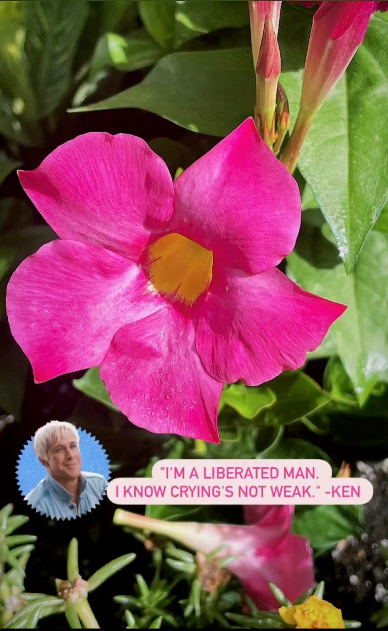 Gallery – JACQUI FOX, RMFT